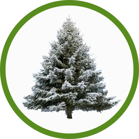 Comment choisir son sapin de Noël ? - Carrefour.fr